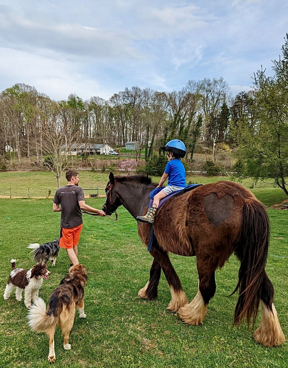 Gypsy Vanners – Terra Bella Ranch, LLC